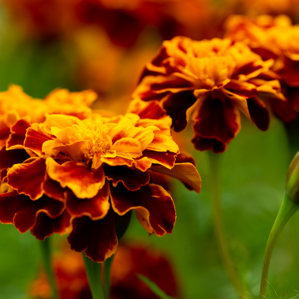 Tagetes Essential Oil – Penny Price Aromatherapy